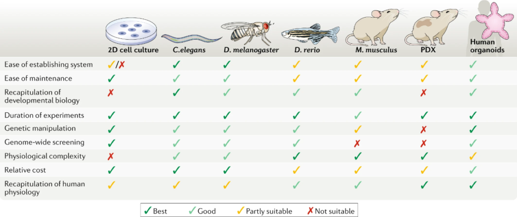 What Are Human Organoids, and Why Are They Important? - GENÇOMÜ