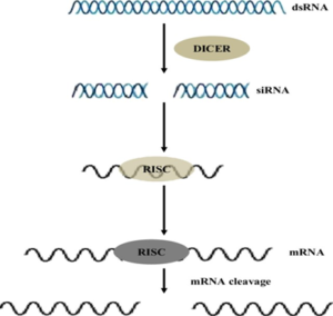 RNA Interference And Clinical Applications - GENÇOMÜ