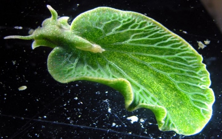 Elysia Chlorotica Gençomü
